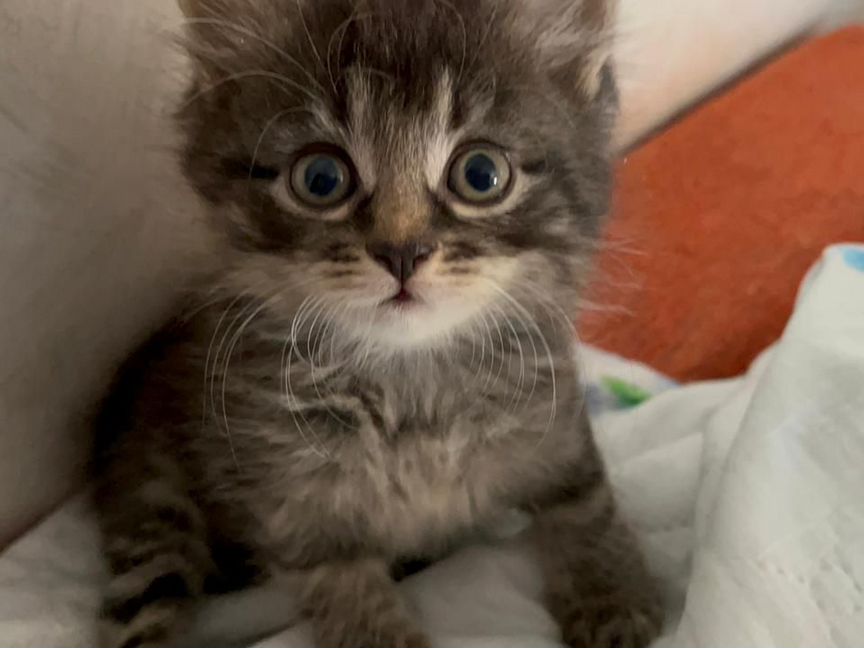 Меховые котята