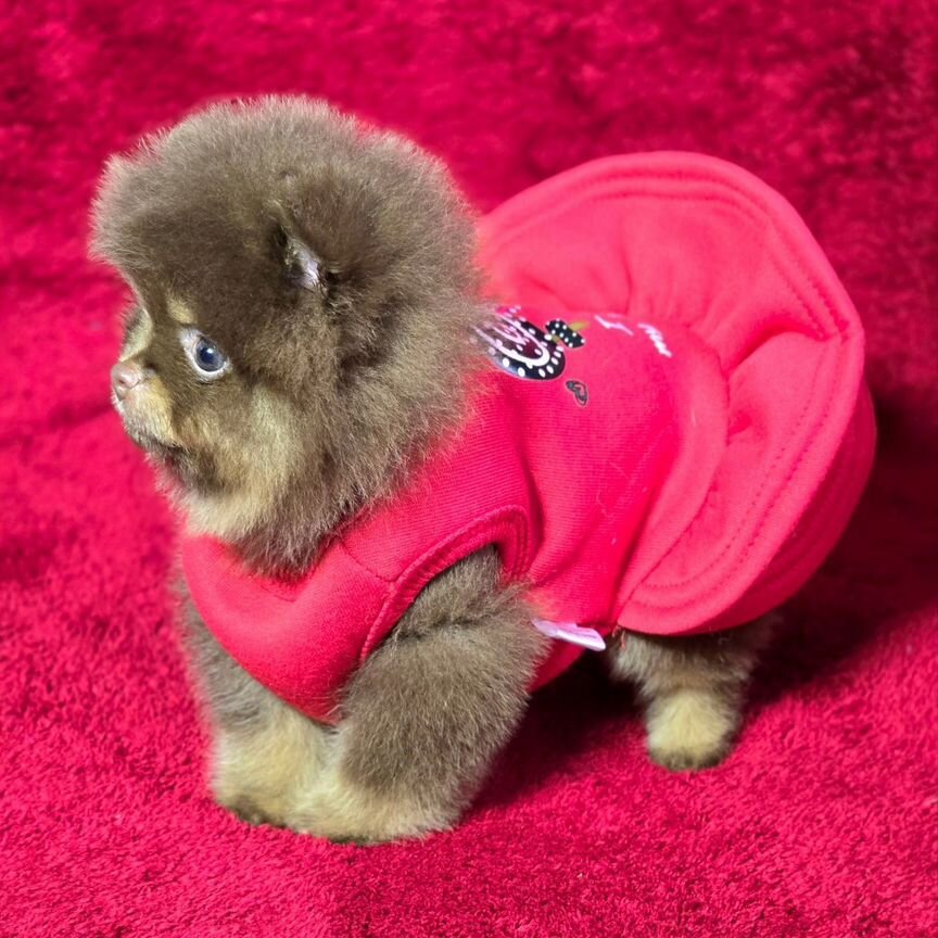 Померанская Кукла