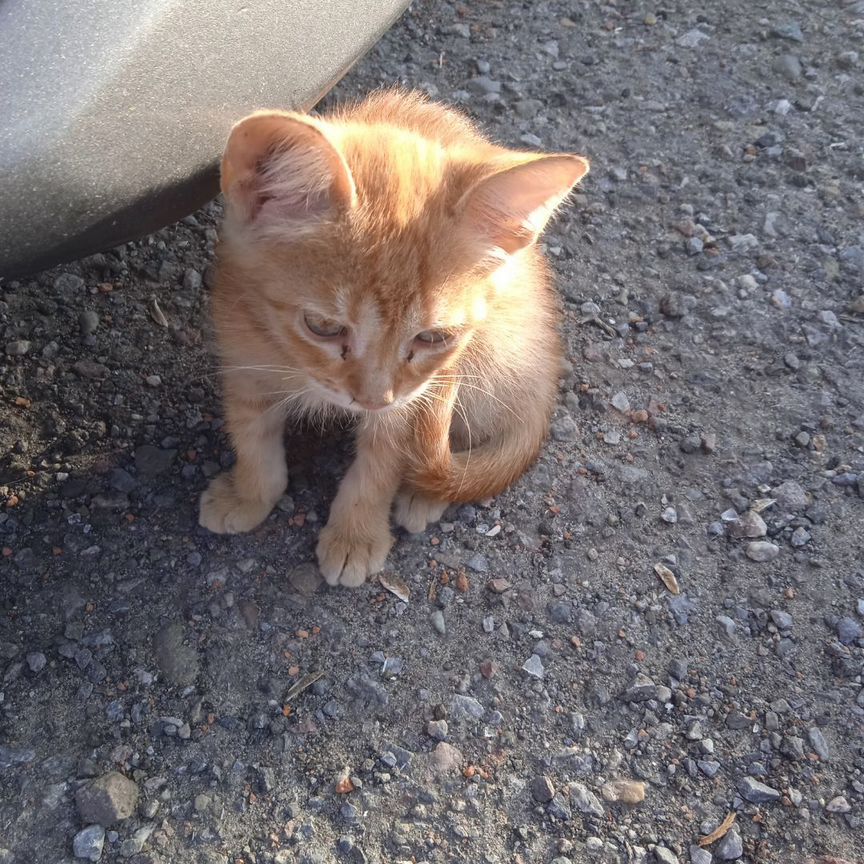 Котомальчик