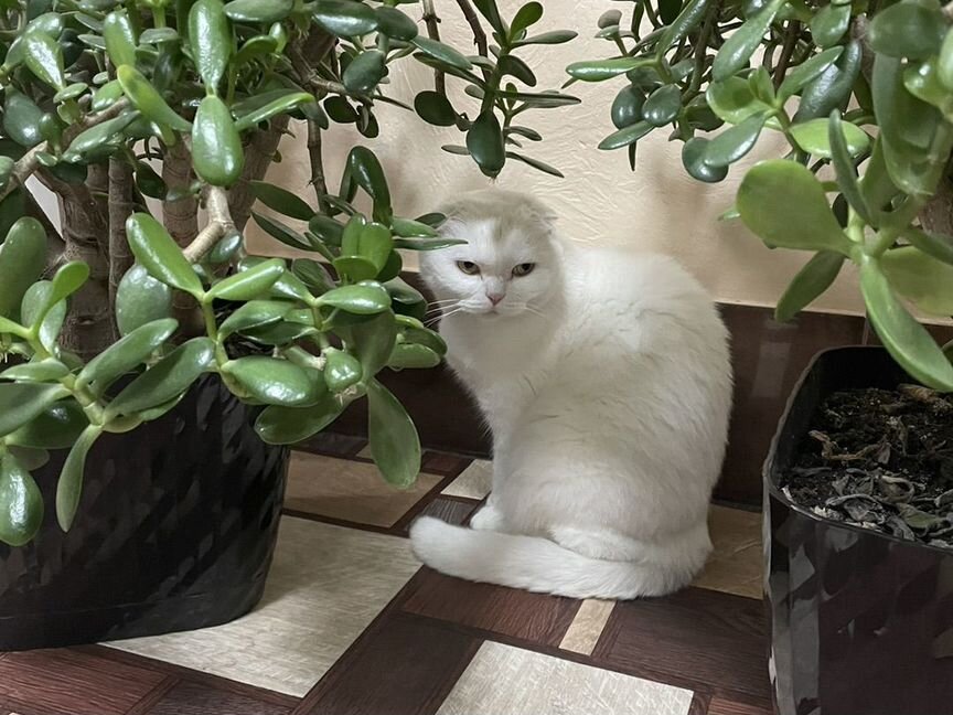 Шотланская вислоухая кошка