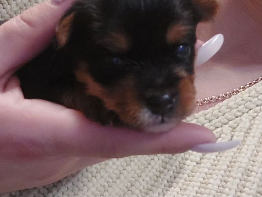 Йоркширский терьер щенки