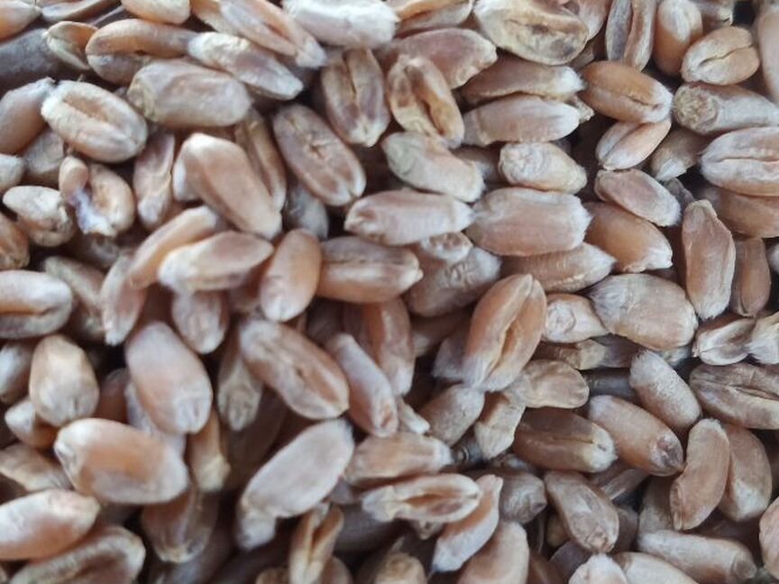 Пшеница фураж