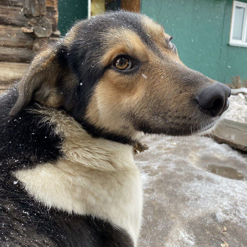 Взрослый пёс в добрые руки