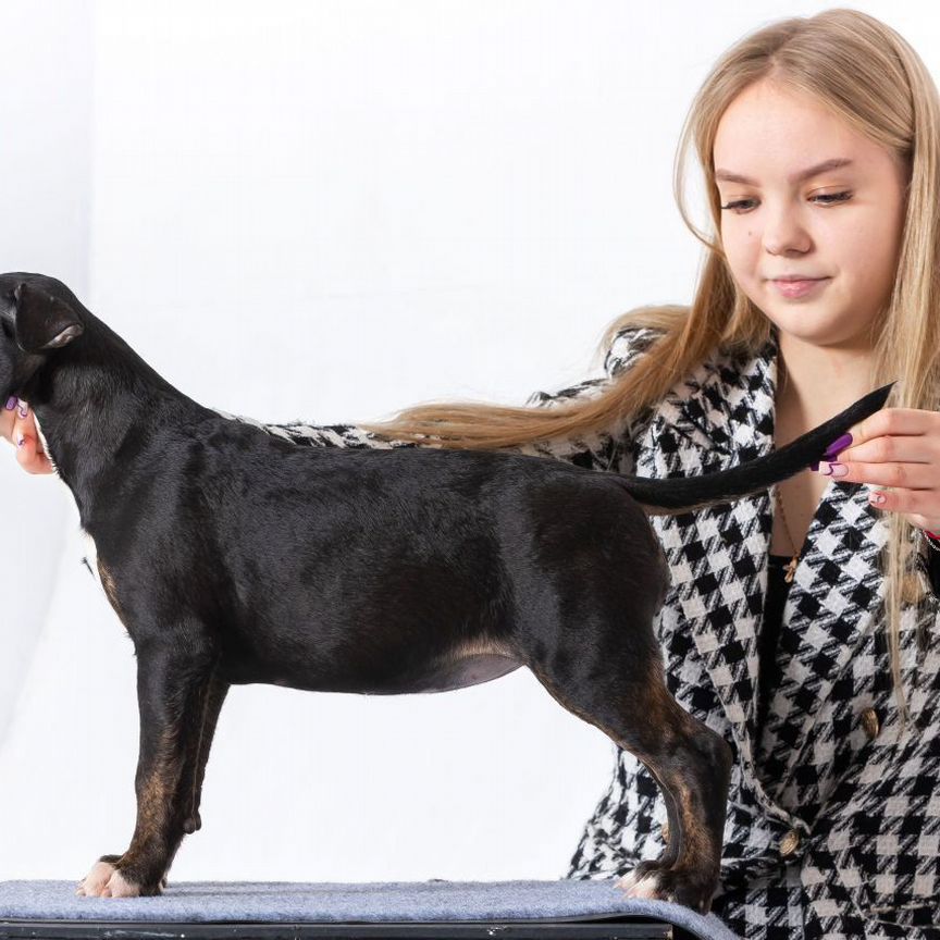 Стандартный бультерьер сука дремучка черного окрас