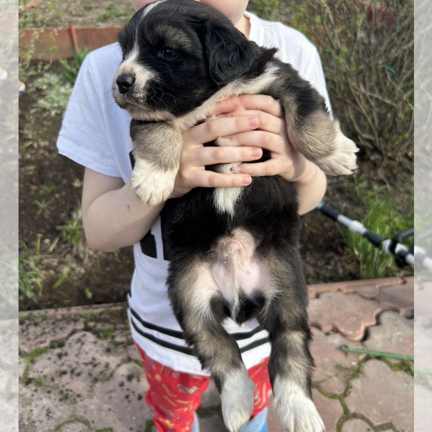 Русский охотничий спаниель, щенок