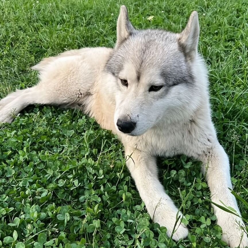 Сибирский хаски, взрослый пёс
