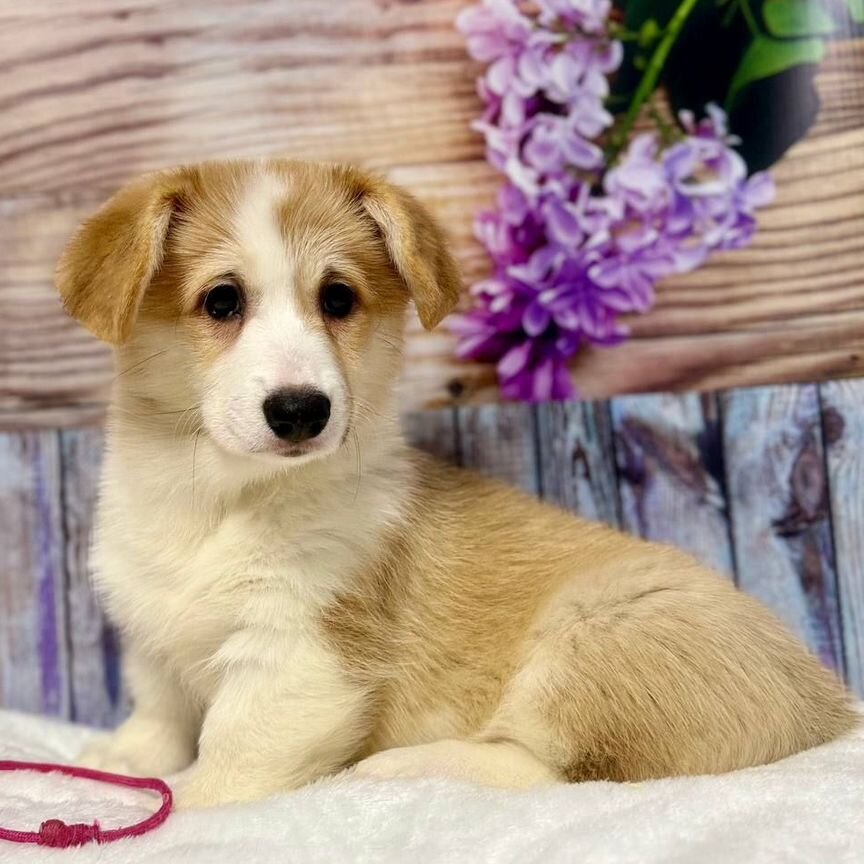 Вельш Корги Пемброк, щенок