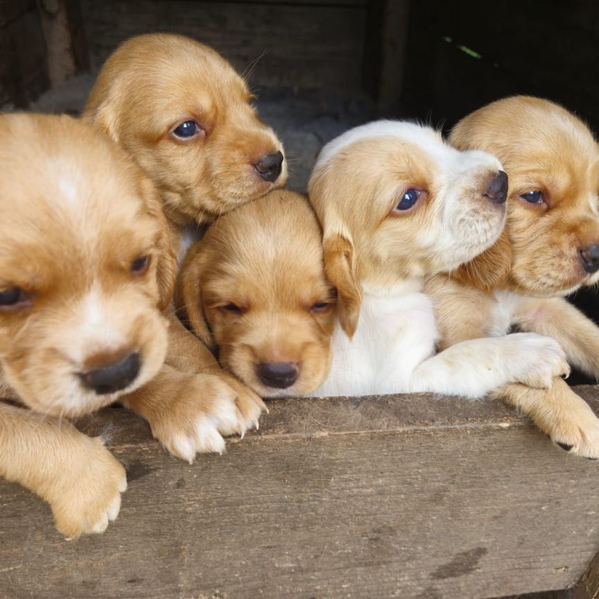 Русский спаниель