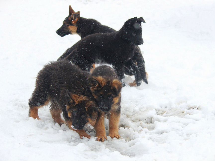 Классные щенки Немецкой овчарки
