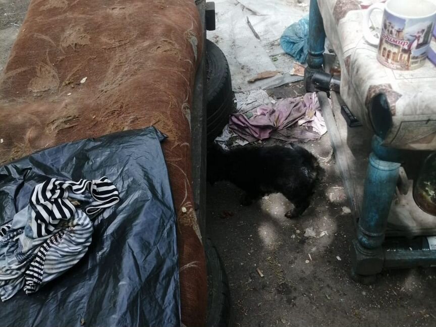 Щенки голодают