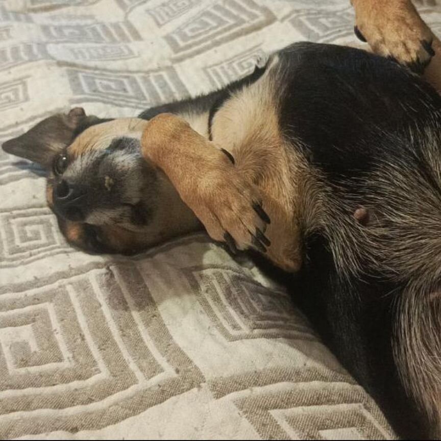 Русский той-терьер, взрослая собака