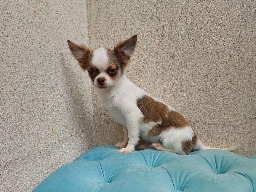 Чихуахуа щенок мальчик