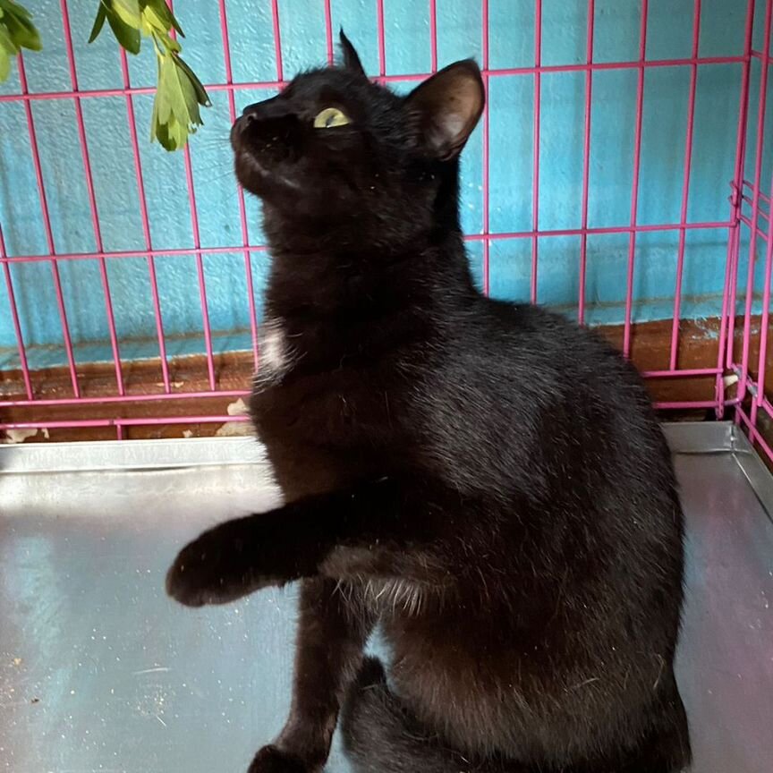 Шикарный котик ищет дом