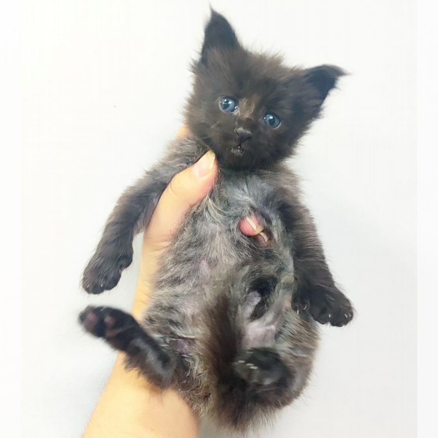 Мейн-кун котёнок