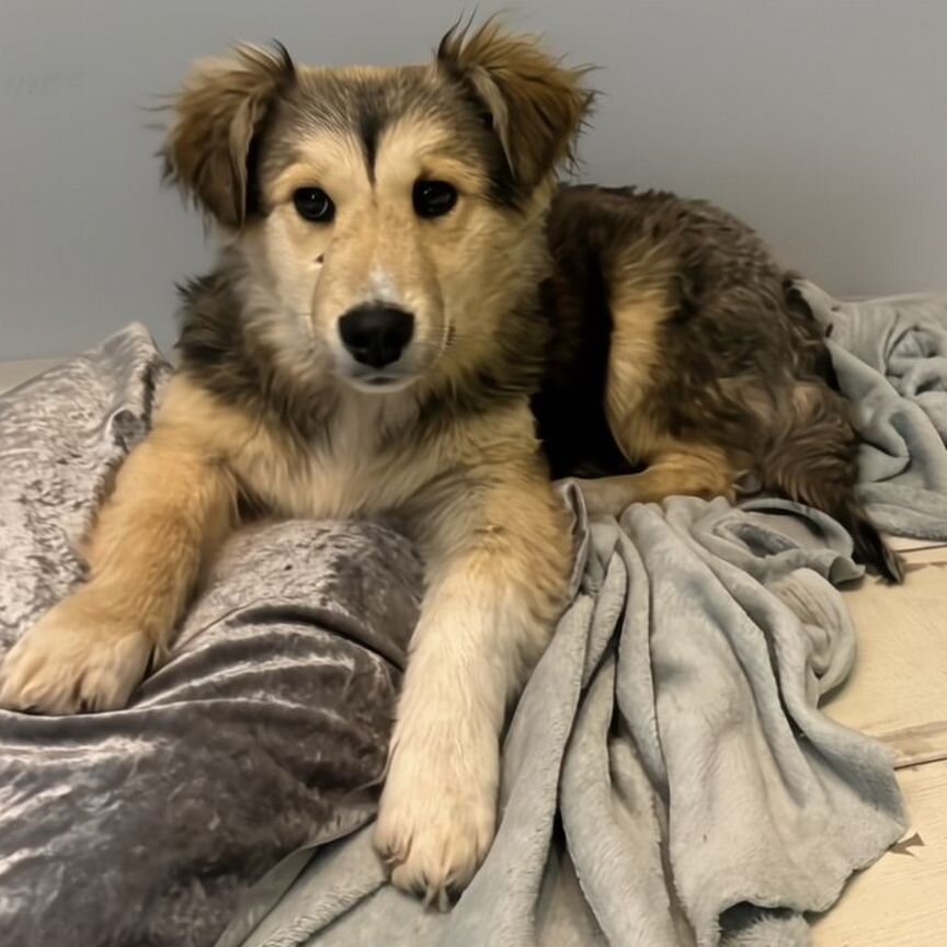 Щенок в добрые руки