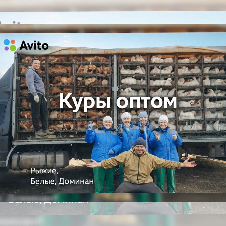 Рыжие куры для двора, белые куры для яйца