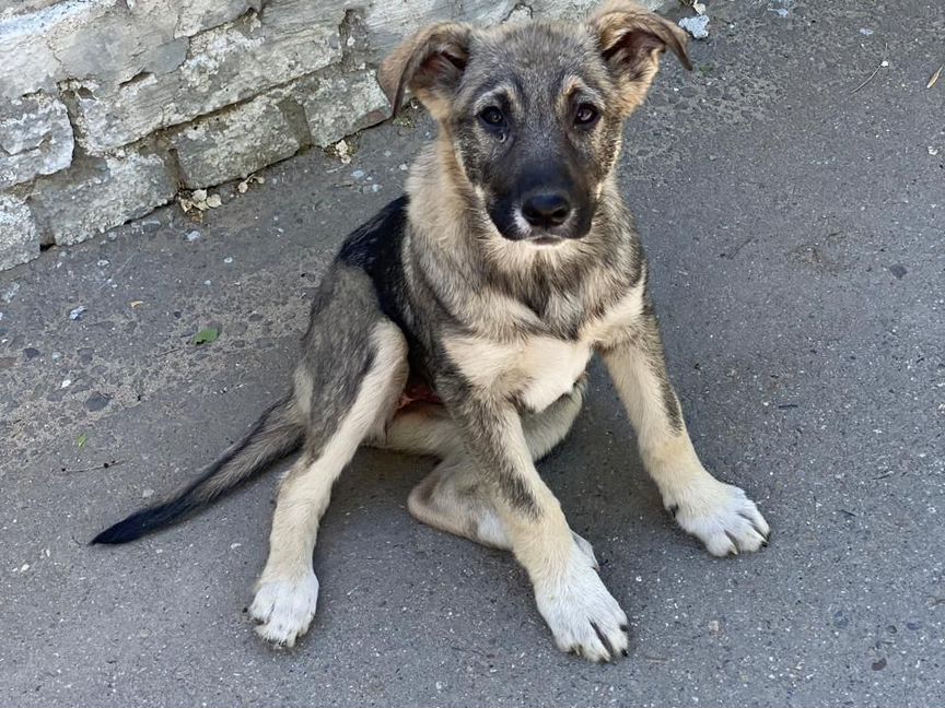 Красивая Малышка-метис овчарки