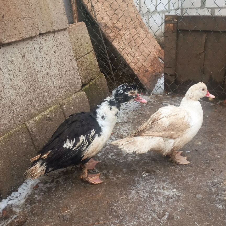 Индоуточки