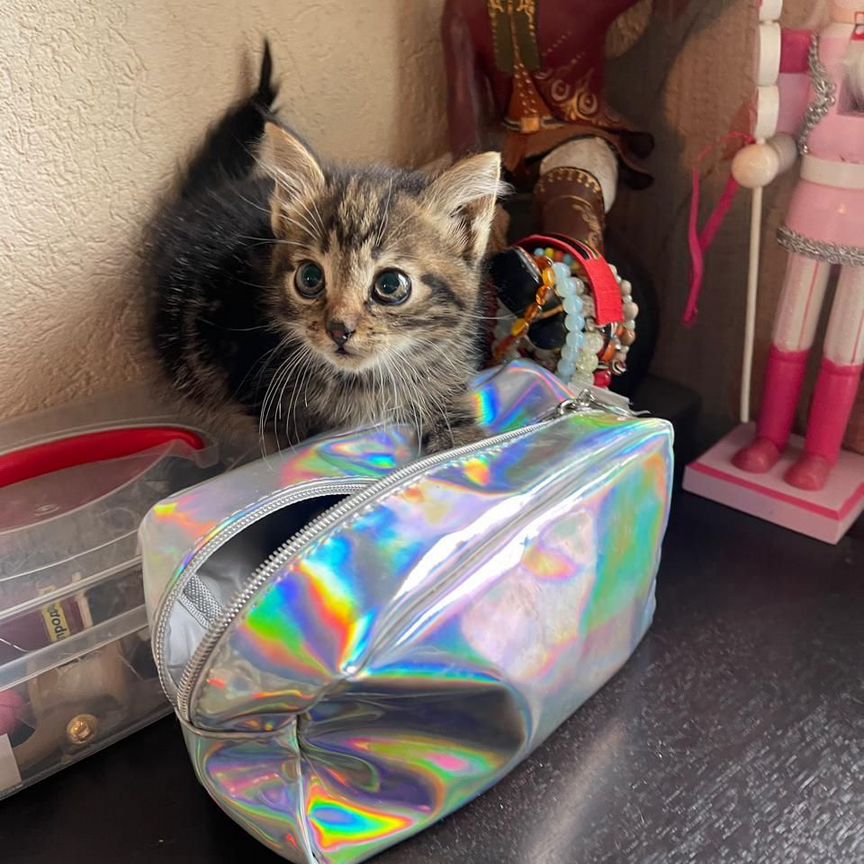 Котенок мальчик 1.5месяца