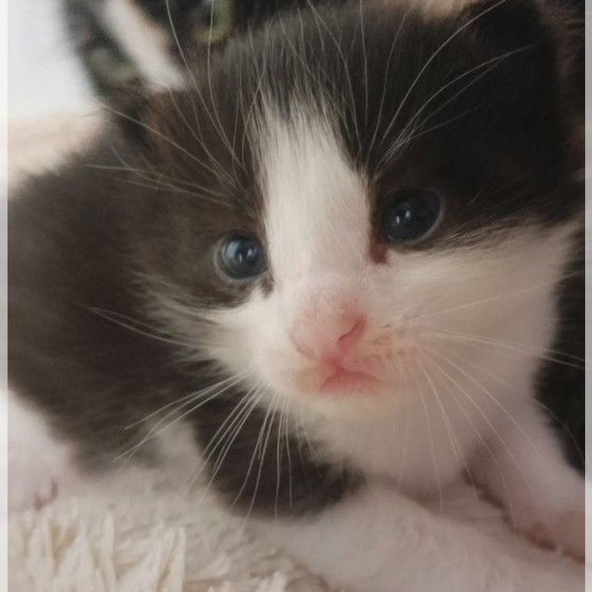 Котята