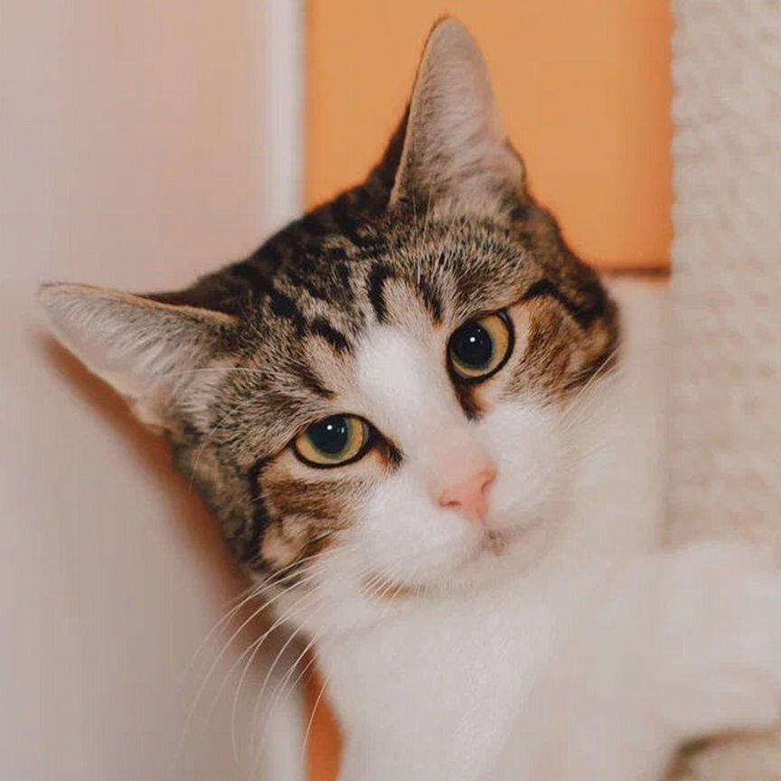 Взрослый кот в добрые руки