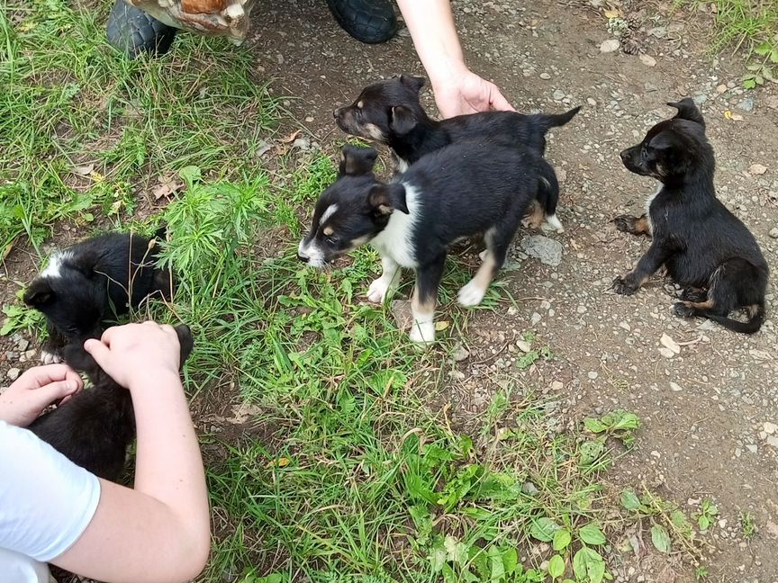 Щенята ищут дом