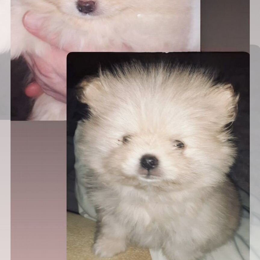 Померанский шпиц, щенок