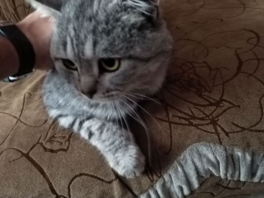 Британские котята