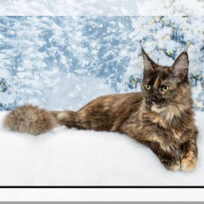 Мейн-кун котёнок