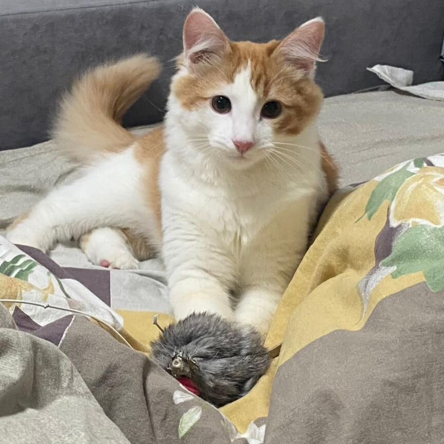 Рыжик в добрые руки