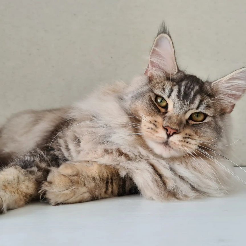 Мейн-Кун питомник