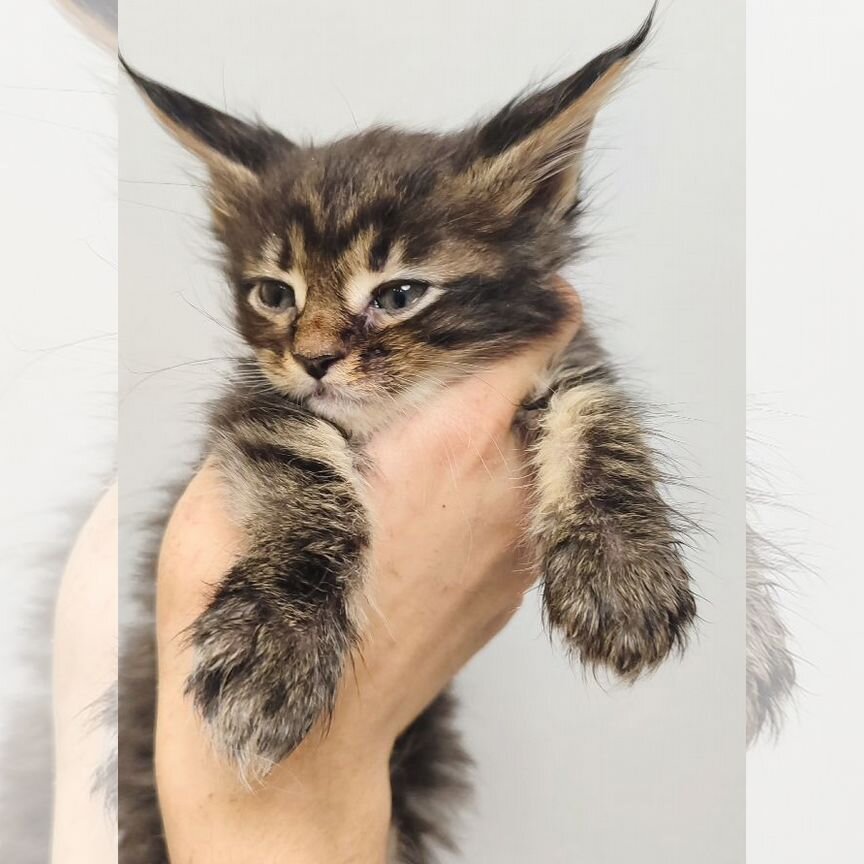 Мейн-кун котёнок