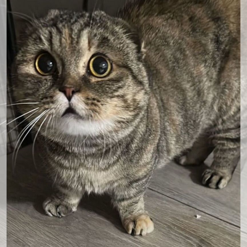 Манчкин, взрослая кошка