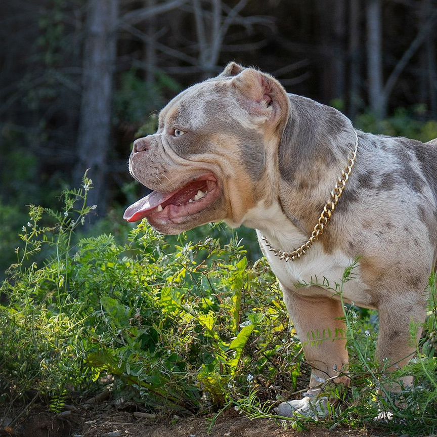 Американский Булли микро вязка