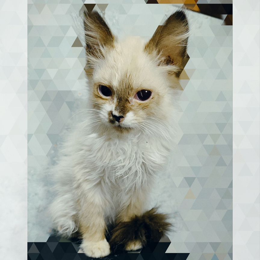 Котёнок в добрые руки