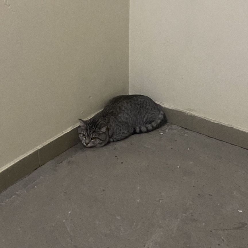 Отдам кота с приданным