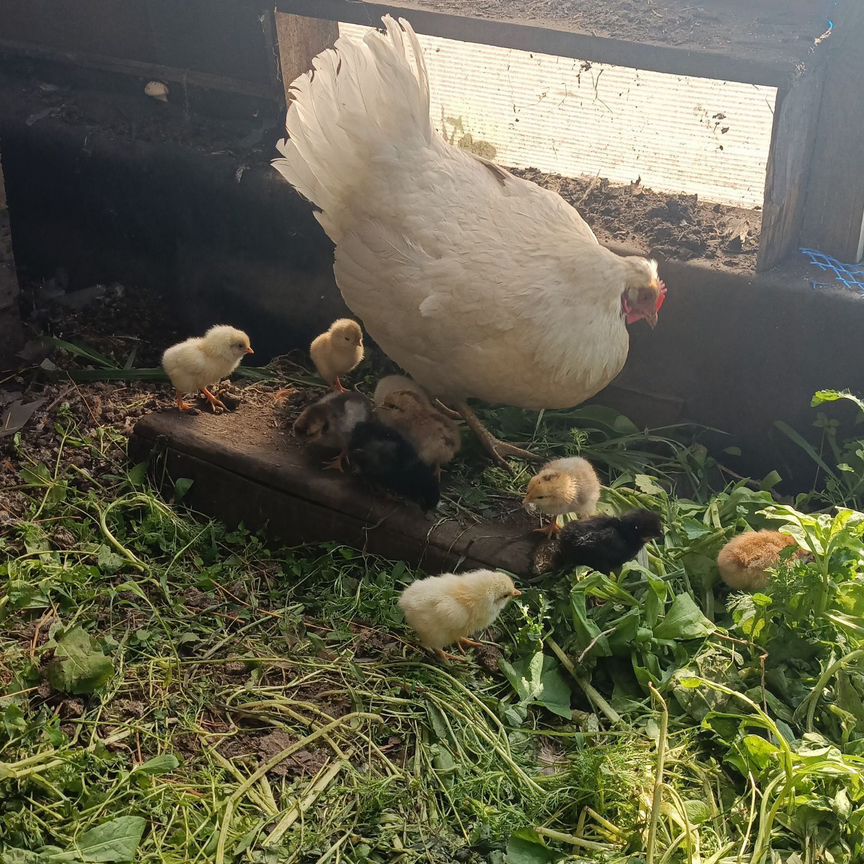 Цыплята домашние
