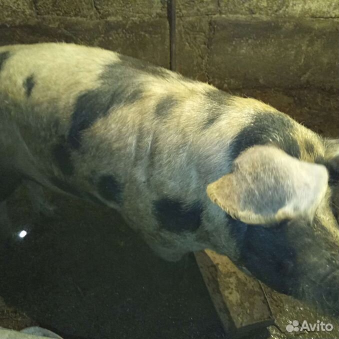 Продам рабочего хряка