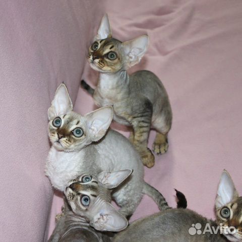 Малыши в любимцы