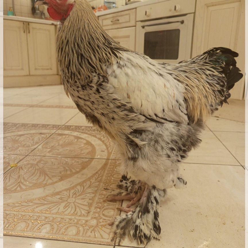 Петух кохинхин