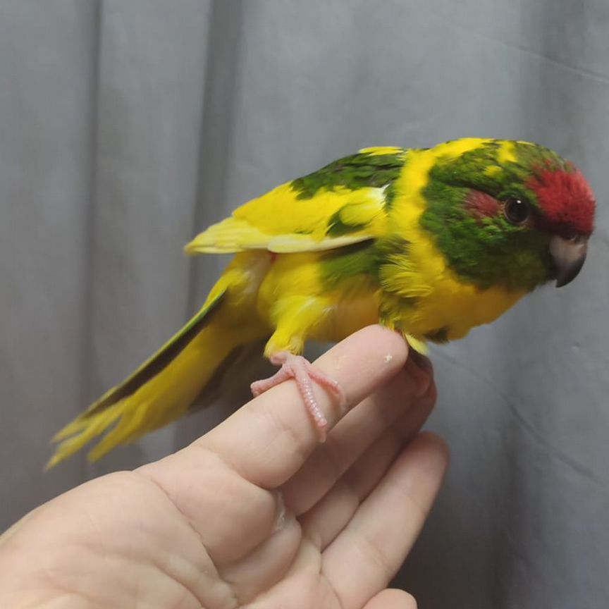 Новозеландский попугай