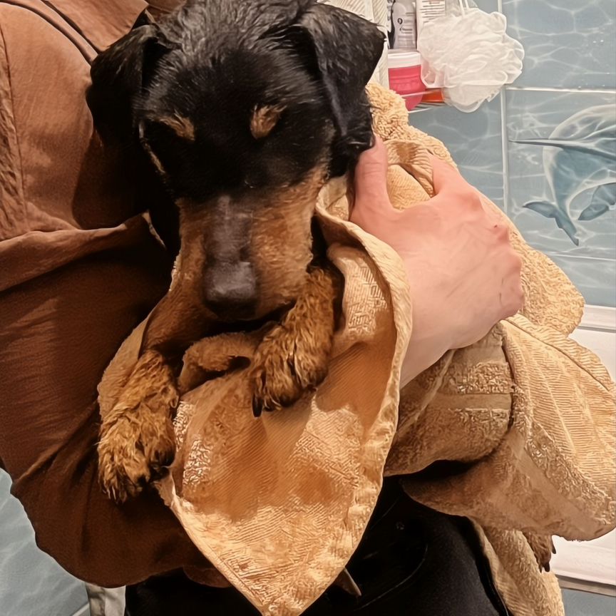 Взрослая собака в добрые руки