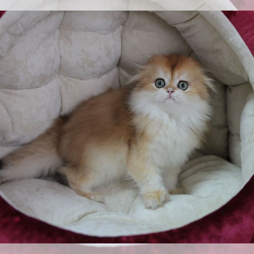 Шотландский вислоухий котенок мальчик