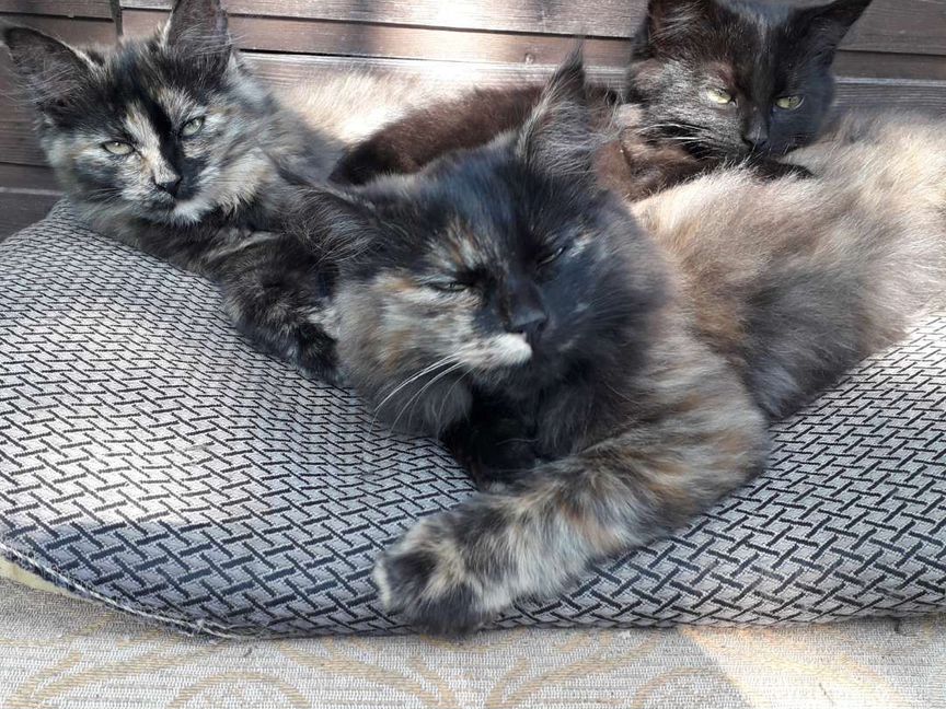 Кошки в добрые руки бесплатно