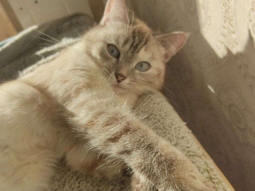 Кошечка тайская зельда