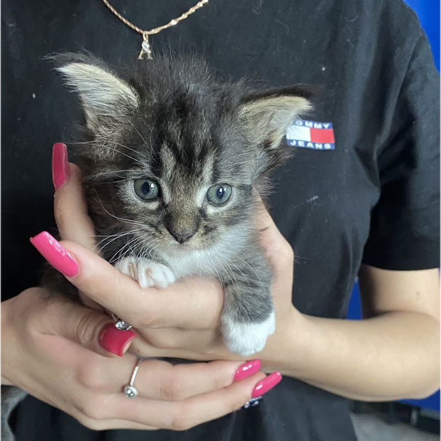 Котята помесь Мейн-Кун с Норвежской лесной