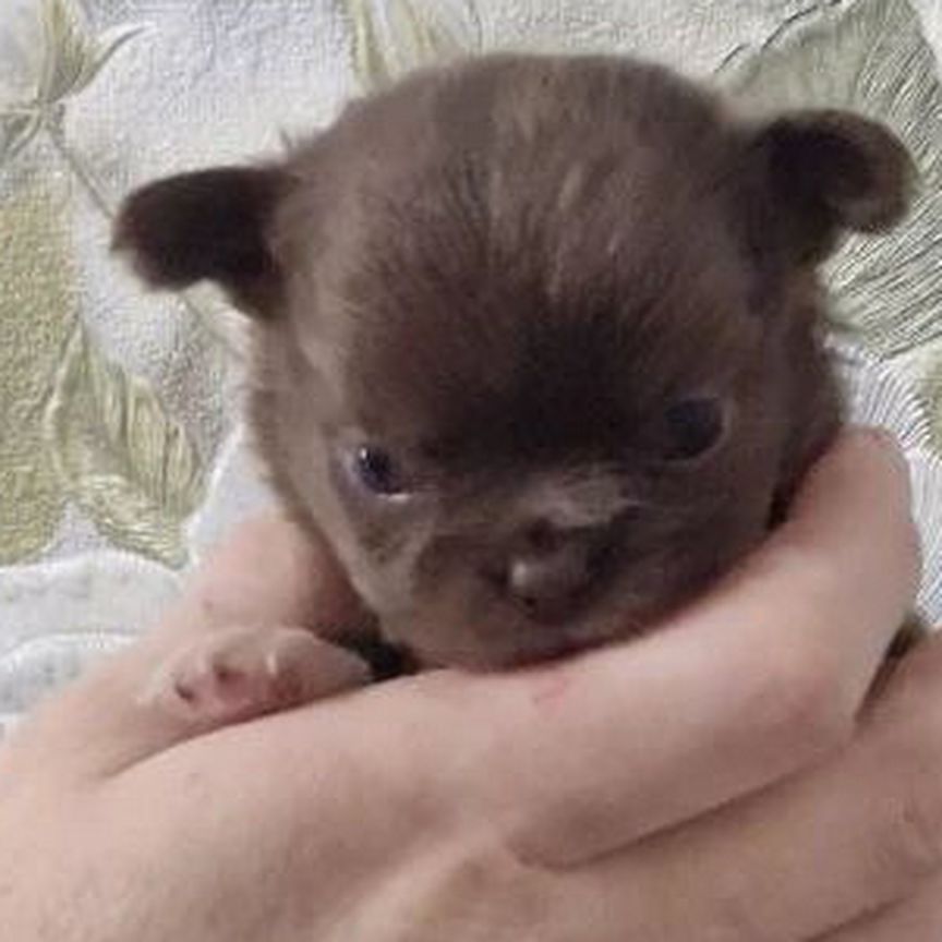 Чихуахуа, щенок