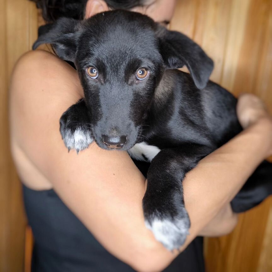 Щенок месяца 3