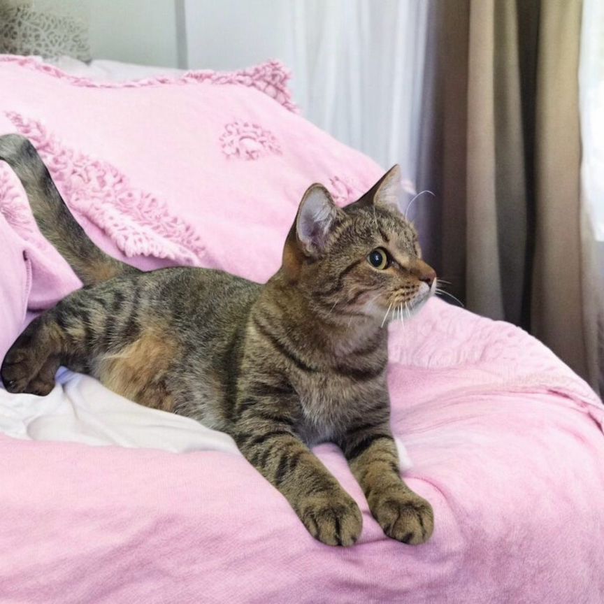 Кошка в добрые руки