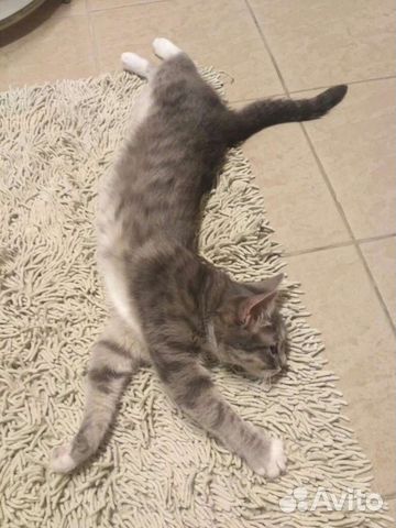 Кошка в добрые руки